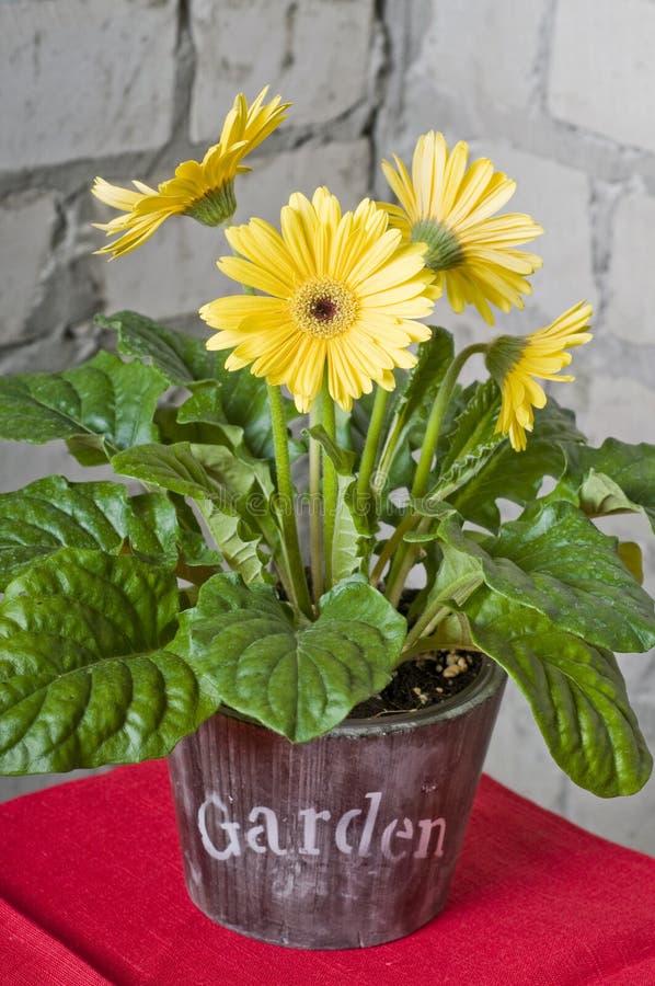 Yellow daisy in a pot stock image. Image of leaf, nature - 21332887