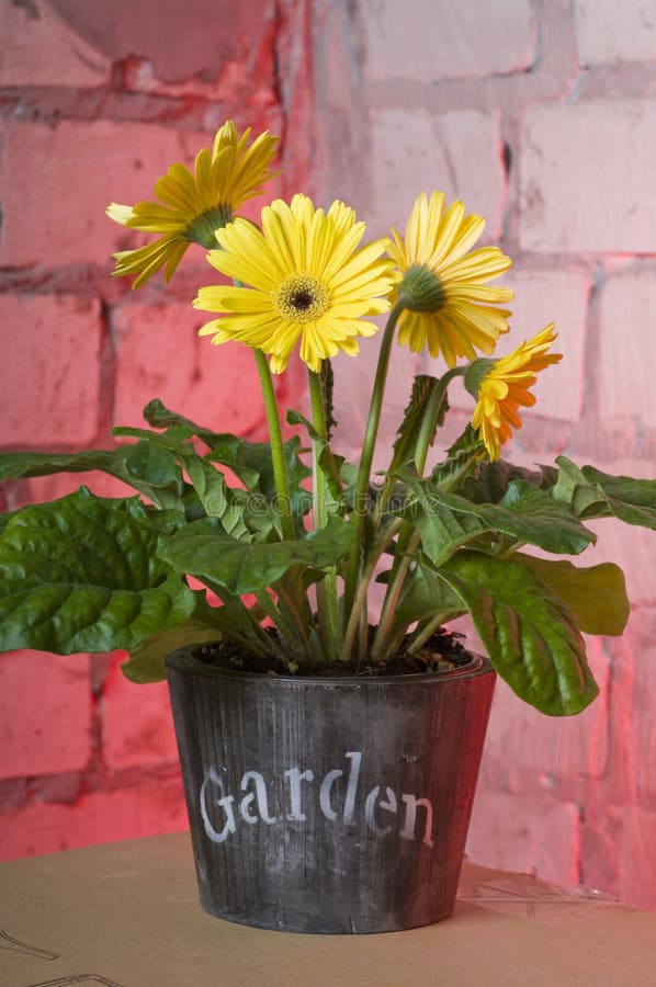 Yellow daisy in a pot stock image. Image of leaf, nature - 21332887