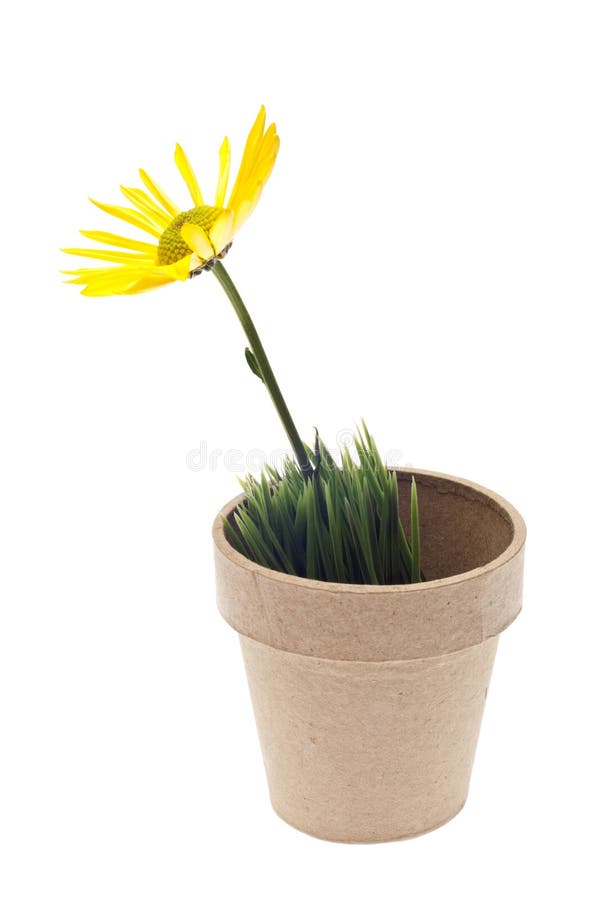 Yellow Daisy Background stock image. Image of bright - 18464237