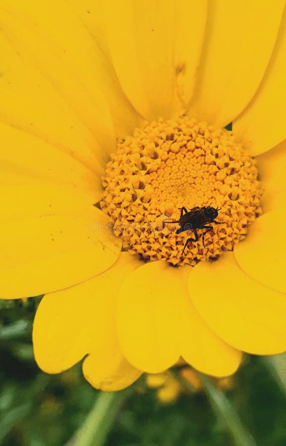Yellow Daisy with a Small Black Insect on it Stock Photo - Image of ...