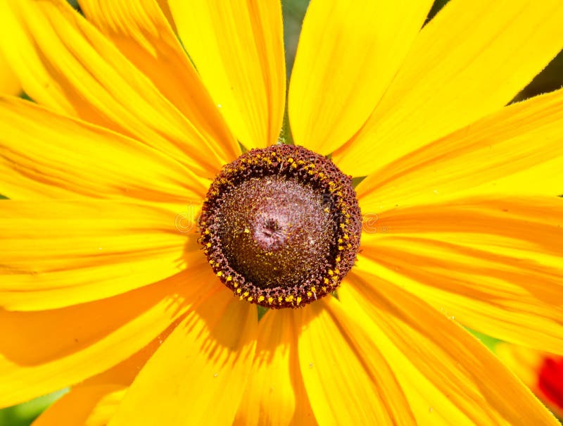 Indian Summer Gold Yellow Autumn Leaves Over Clear Blue Sky Stock Photo ...