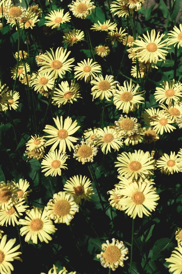 Daisy Texture - High Resolution Stock Image - Image of nature, texture ...