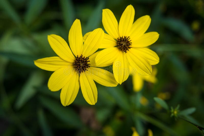 Yellow Daisy Type Flower Surrounded by Green Leaves Stock Image - Image ...