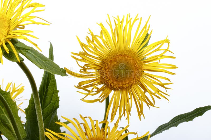 Yellow daisy stock photo. Image of daisy, back, isolated - 95925922