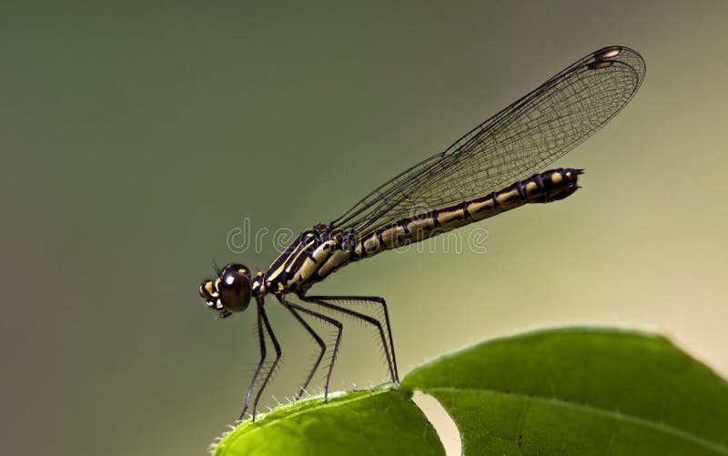 The yellow damselfly stock photo. Image of macro, insect - 16111318