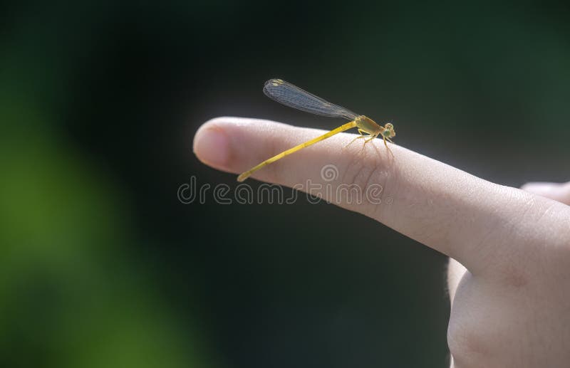 Damselfly on a finger stock photo. Image of resting - 232070724