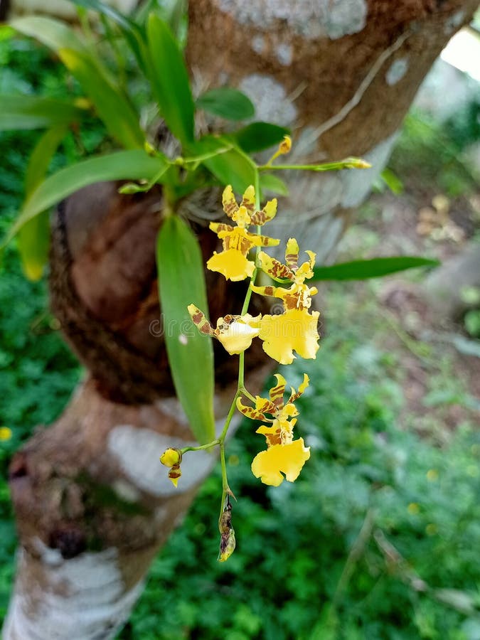 Yellow Dancing Flower among Green Leaves Stock Image - Image of blossom ...
