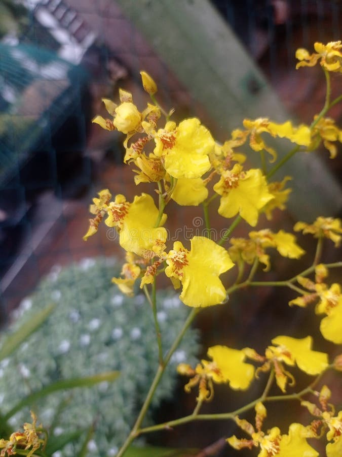 Yellow Dancing Orchids stock photo. Image of orchid, decoration - 22768652