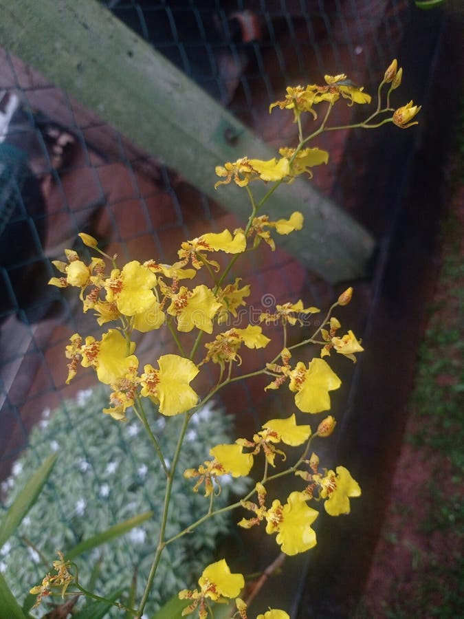 Yellow dancing flower stock image. Image of autumn, wildflower - 249124395