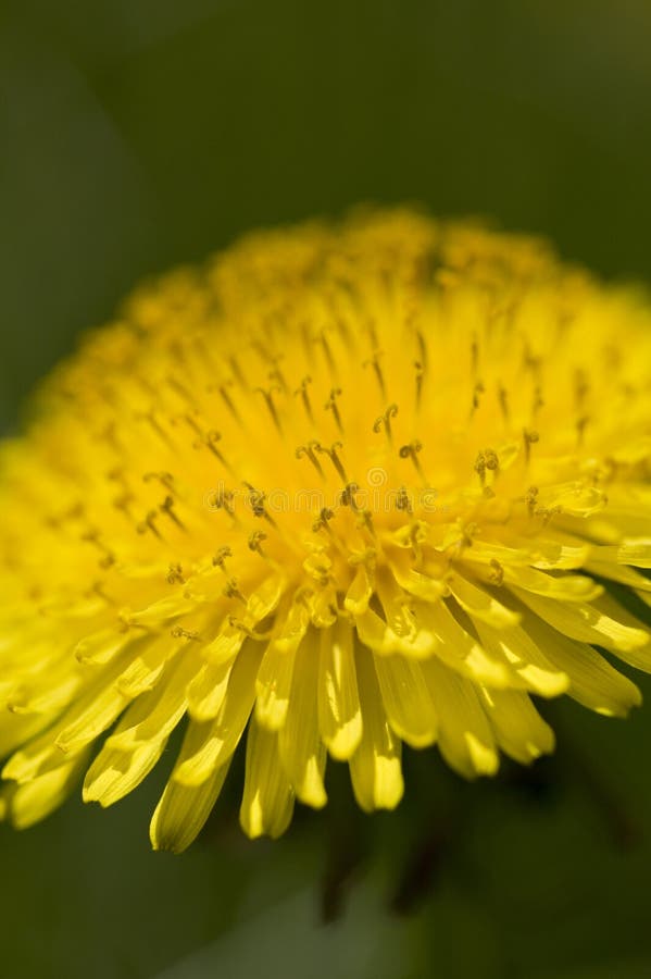 Yellow Dandelion stock photo. Image of seed, summertime - 9238522