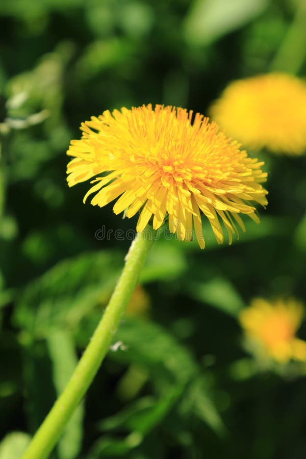Yellow dandelion stock photo. Image of flower, garden - 41765802