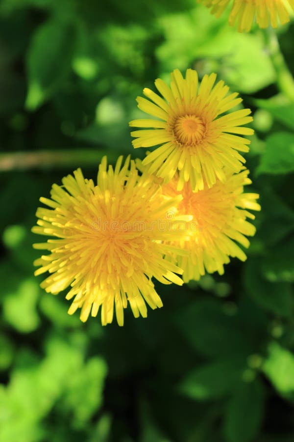 Yellow dandelion stock image. Image of field, nature - 41765823