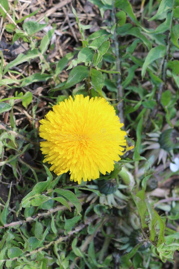Yellow Dandelion Bloomed in Spring Stock Photo - Image of forest ...
