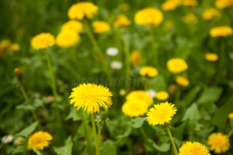 Dandelion Blooms. Dandelion Fruit. Spring. Flowers are Blooming. Green ...