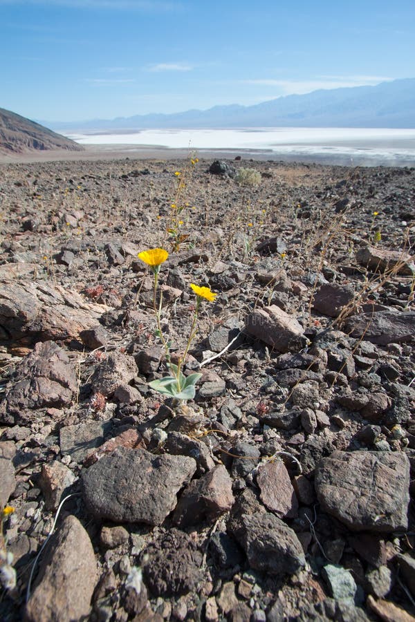 Yellow Dandelion in Death Valley National Park Stock Image - Image of ...