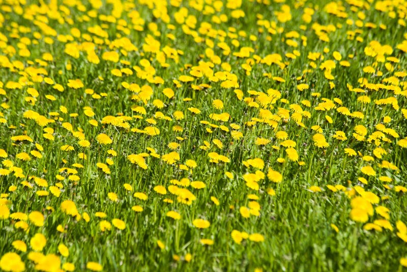 Yellow Dandelion Field in Europe Stock Image - Image of landscape ...