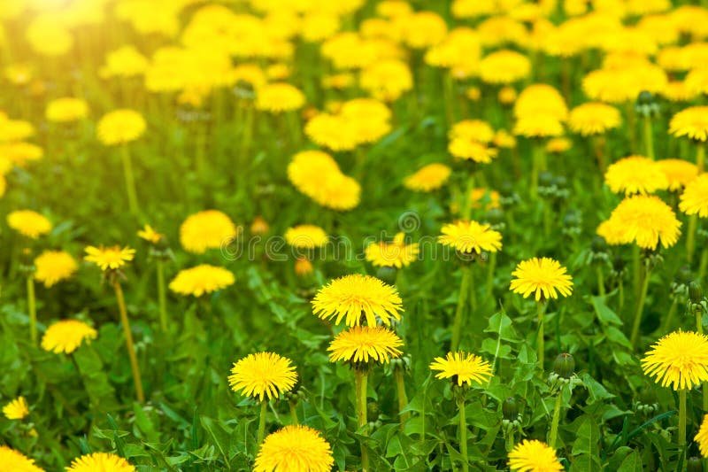 Yellow dandelion field stock photo. Image of lawn, spring - 150200416