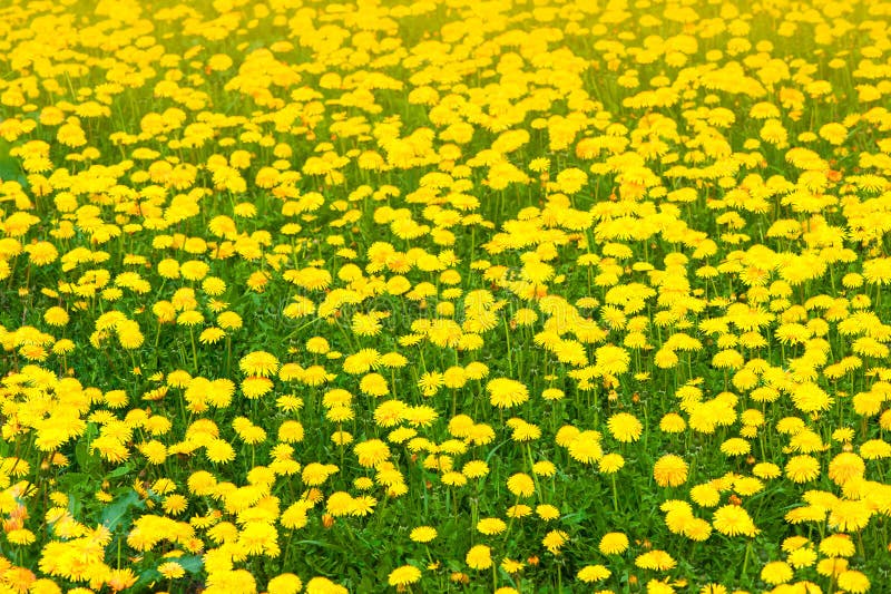 Yellow dandelion field stock image. Image of floral - 150200419