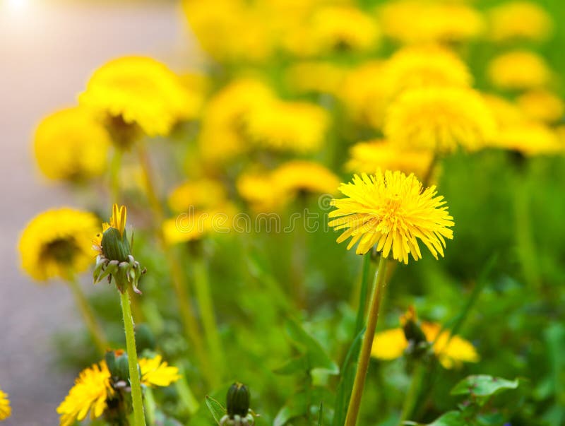 Yellow dandelion field stock photo. Image of season - 150200462