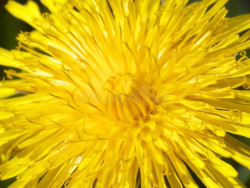 Yellow dandelion flower stock image. Image of bouquet - 8351021