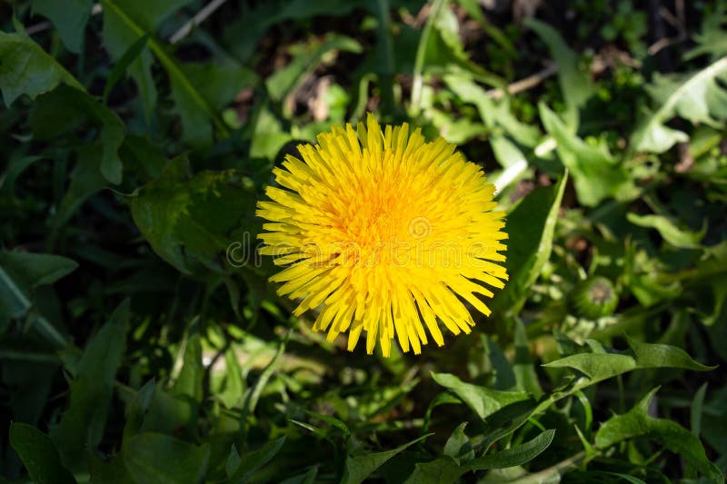 Yellow Dandelion Flower on the Field in the Grass Stock Photo - Image ...