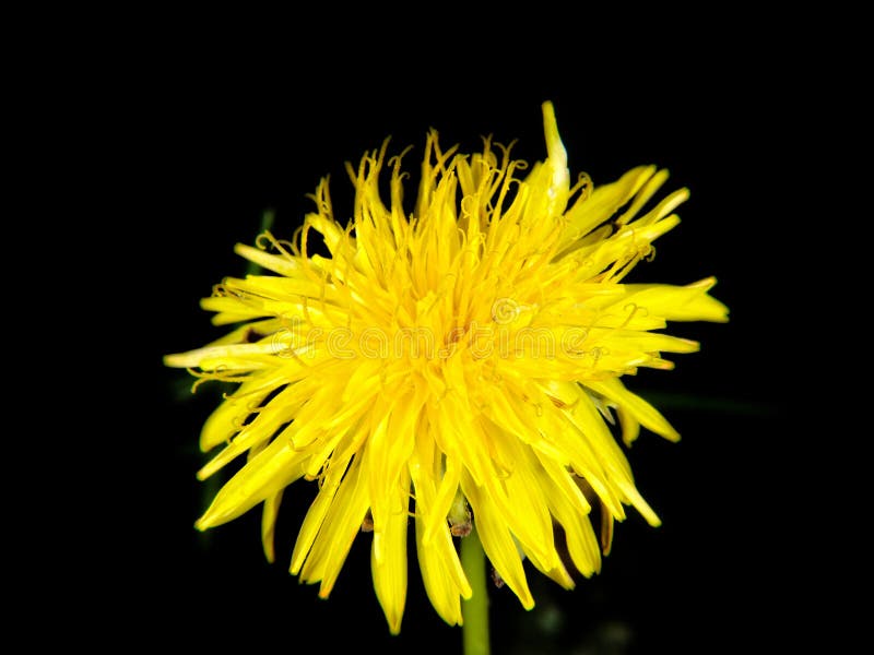 Yellow dandelion flower stock photo. Image of pure, closeup - 31570962