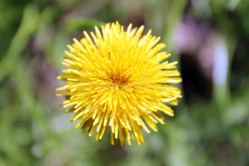 Yellow dandelion stock photo. Image of dandelion, blossom - 53456156