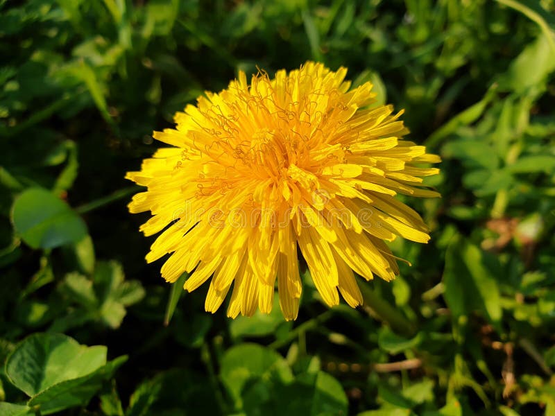 Yellow dandelion flowers stock photo. Image of patula - 192906796