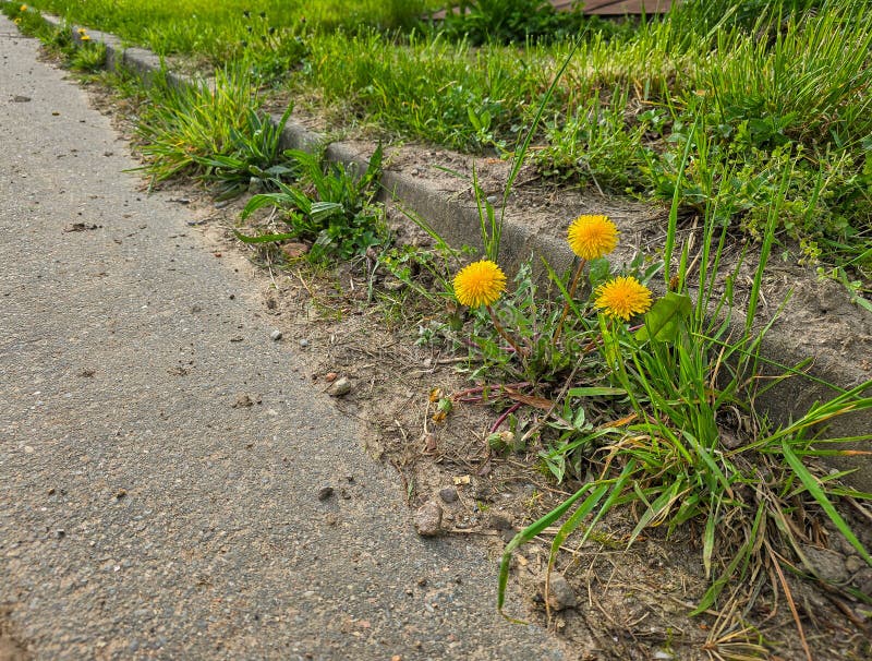 Yellow Dandelion Flowers at the Curbstone of the Road Stock Image ...