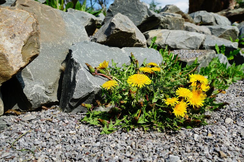 Yellow Dandelion Flowers between Rocks Stock Image - Image of close ...
