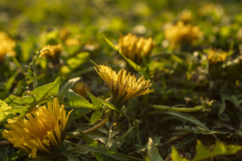 Yellow Dandelion Flowers at Sunset Light. Spring Young Flowers in April ...