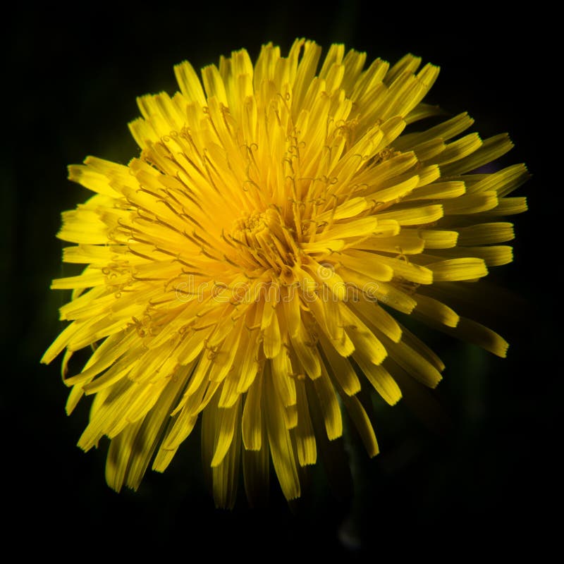 Yellow Dandelion in a Low Black Light Stock Photo - Image of leaf ...