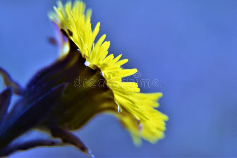 The Yellow Dandelion Profile is Very Approximate Stock Image - Image of ...