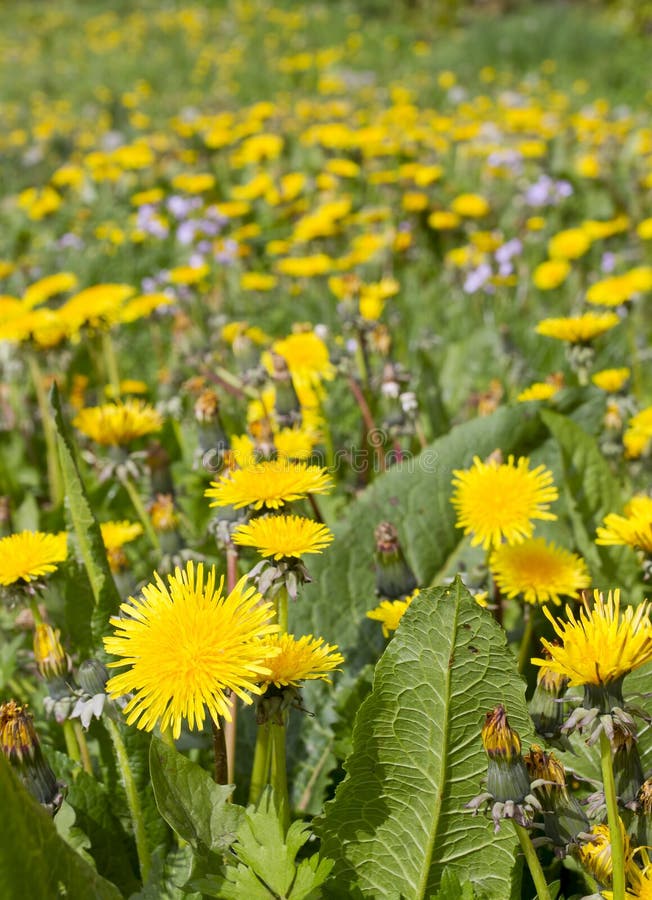 Yellow dandelions stock photo. Image of dandelion, lawn - 24677052