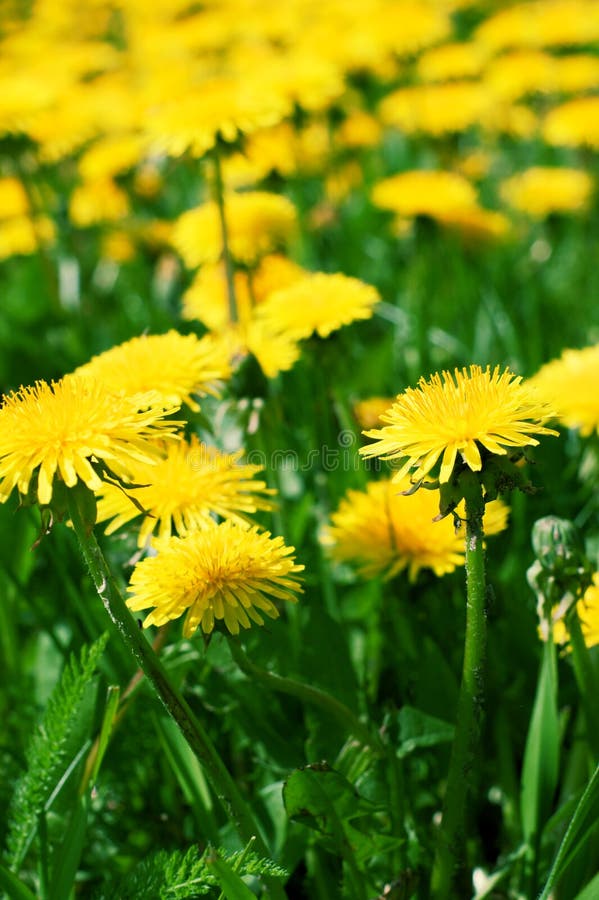 Dandelion flower stock photo. Image of agriculture, blow - 14140284