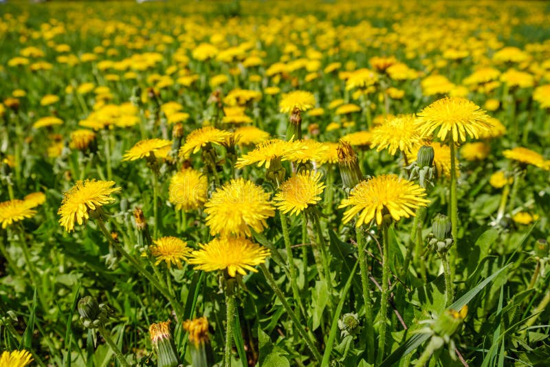 Yellow Dandelions. Dandelions on Background of Green Spring Meadows ...