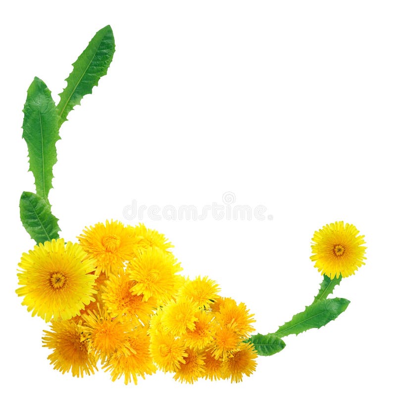 Flower border stock photo. Image of dandelion, drawing - 19897620