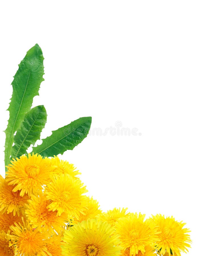 Flower border stock photo. Image of dandelion, drawing - 19897620