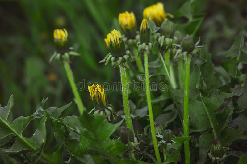 Closed Bud of a Dandelion. Dandelion White Flowers in Green Grass Stock ...