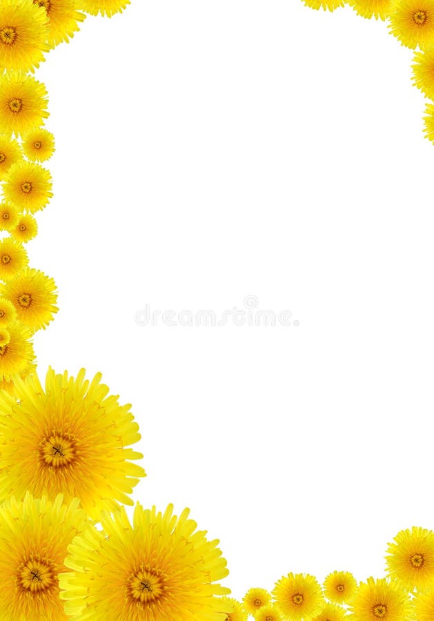 Yellow Dandelions Frame stock photo. Image of herb, element - 19836716