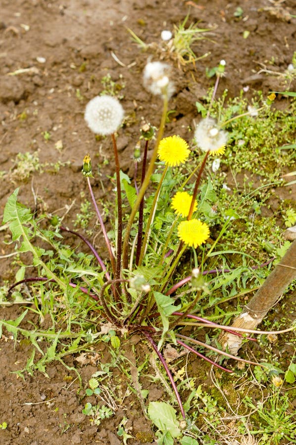 Yellow Dandelions Growing on a Lawn Illuminated by the Sunlight Stock ...
