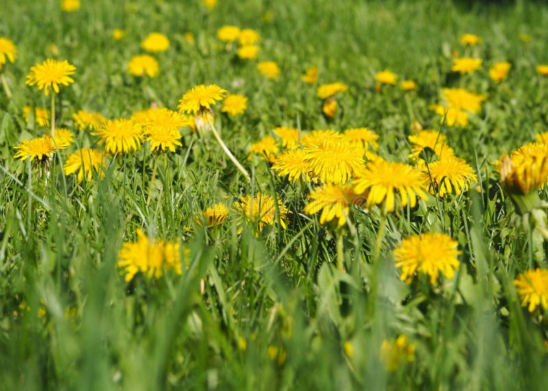 Yellow Dandelions Growing on the Lawn. Spring Landscape Stock Image ...