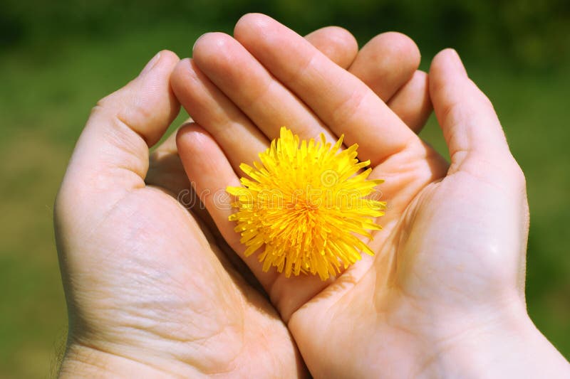 Dandelion in hand stock photo. Image of nsect, clock, yellow - 5312312