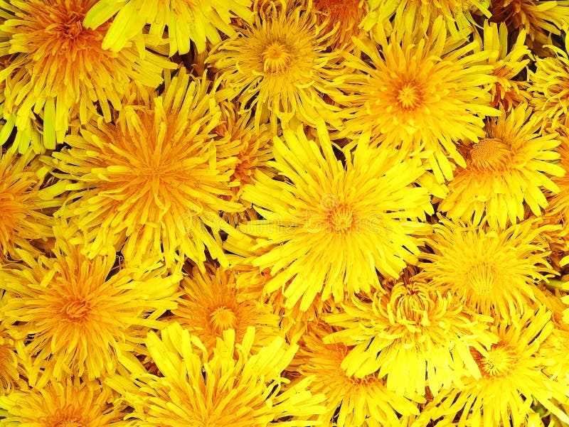 Yellow Dandelions Heads in Top View . Background. Stock Photo - Image ...