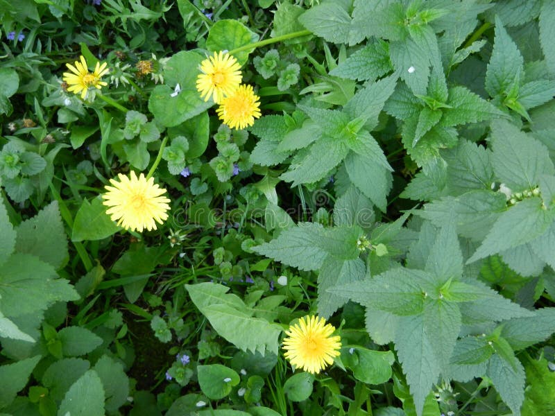 Yellow Dandelions in the Nettle Stock Image - Image of green, allergy ...