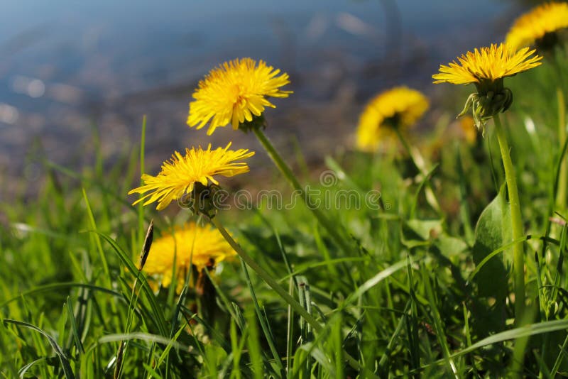 Yellow dandelions stock image. Image of grass, lake, landscape - 71110863