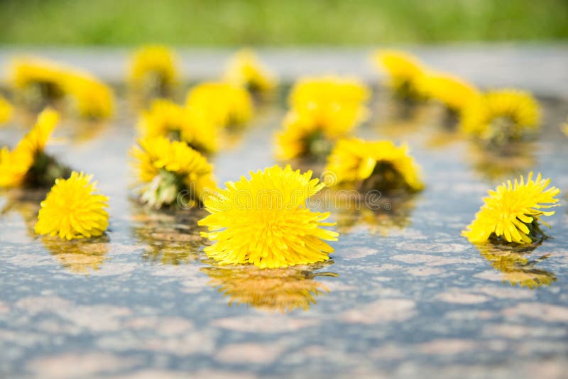 Yellow Dandelions in Water on Stone Stock Image - Image of flower ...