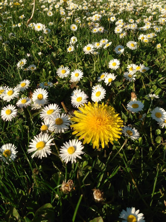 Bee on Yellow Dandy Lion Flower Stock Photo - Image of dandy, flower ...