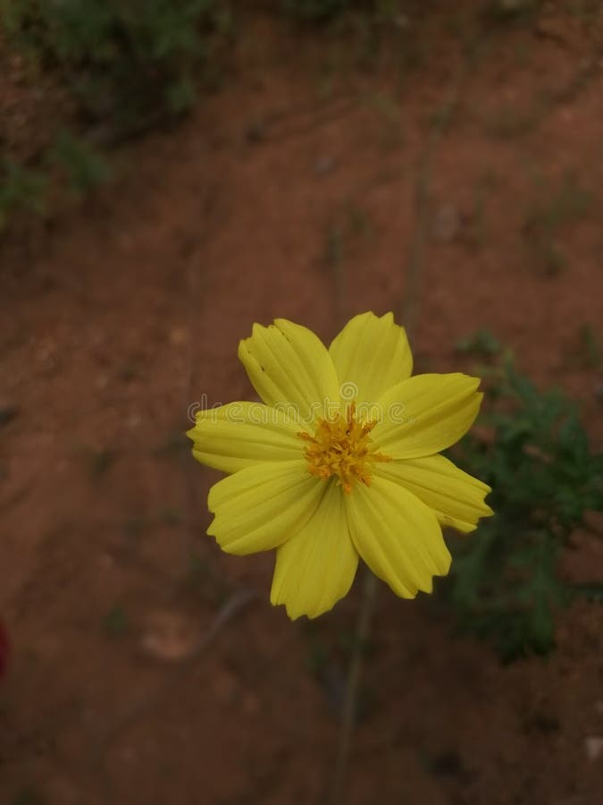 Yellow Daspethiya Flower stock photo. Image of natural - 250771218