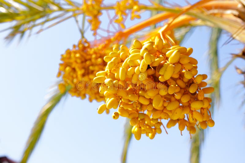 Yellow Date Fruits on a Tree Stock Image - Image of gulf, farming ...